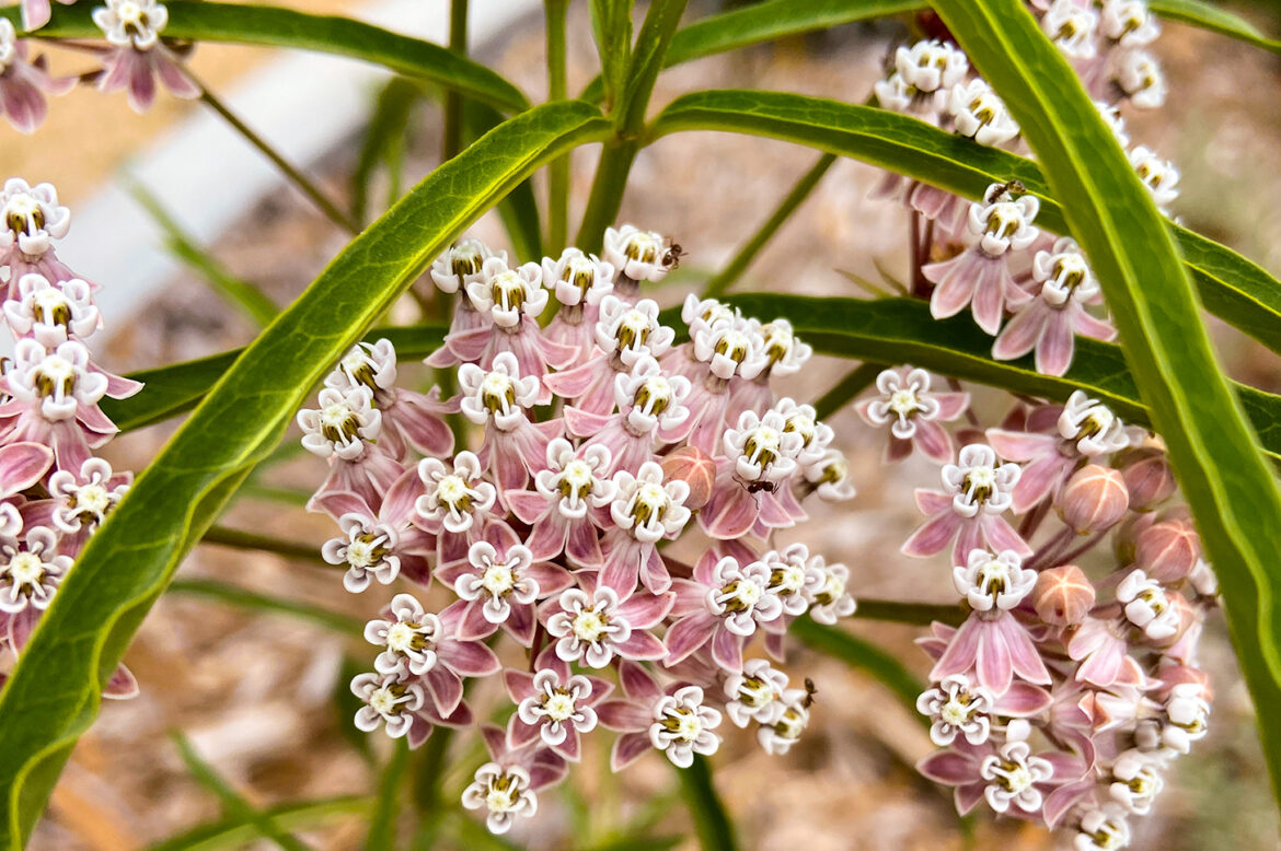How to Create a Butterfly Garden with Native Plants - Ventura Blvd