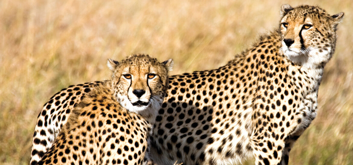 Alan Feldstein Pivots from Practicing Law to Founding Infinite Safari ...